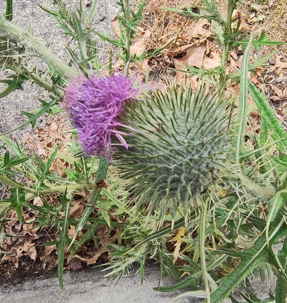 Oh, You Teasel! - Clover Park Technical College News